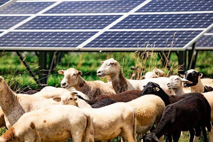 Agrivoltaics: The GOAT of solar projects? | Aurora Solar